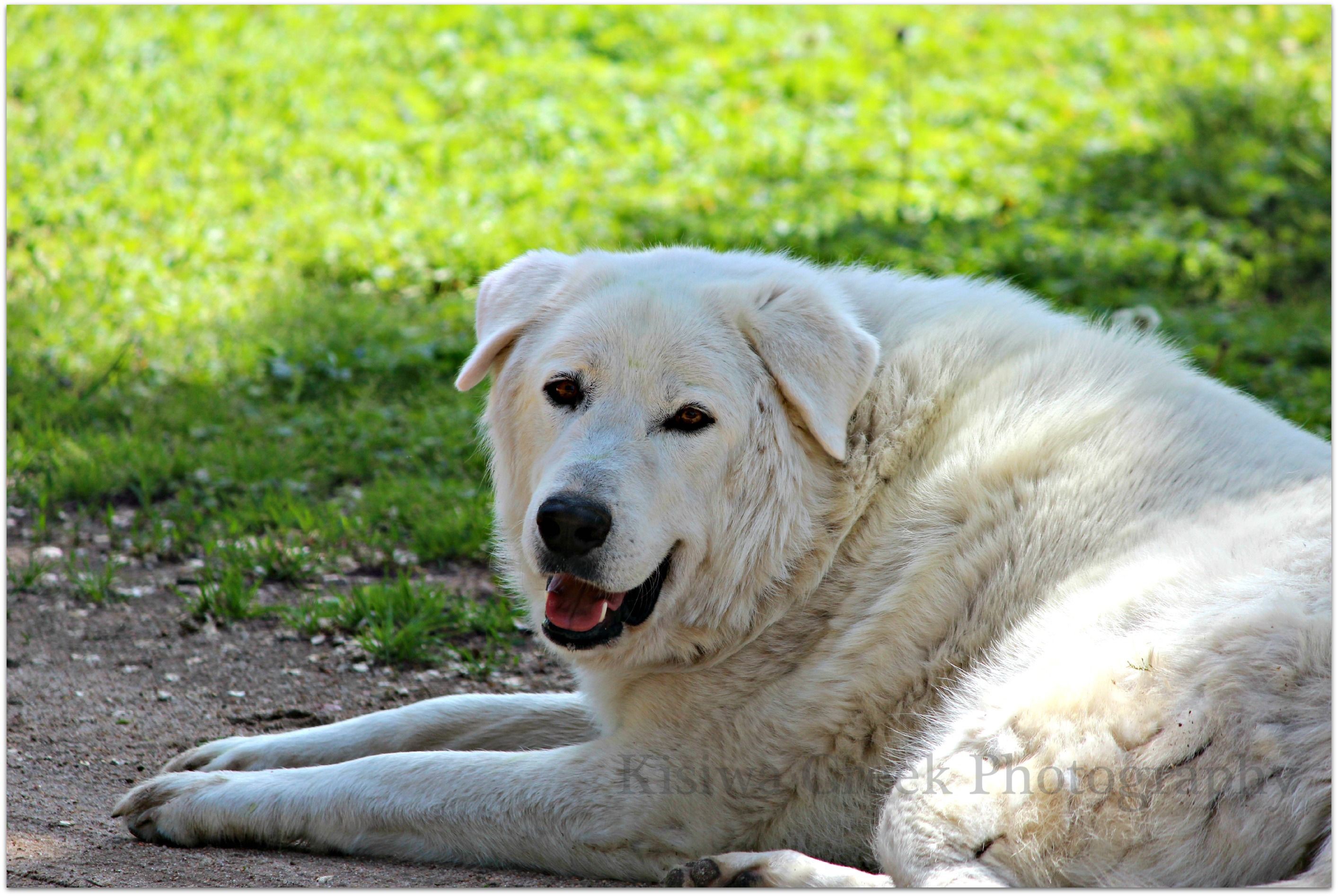 Akbaş - Köpek Türleri | Evcil.Pet