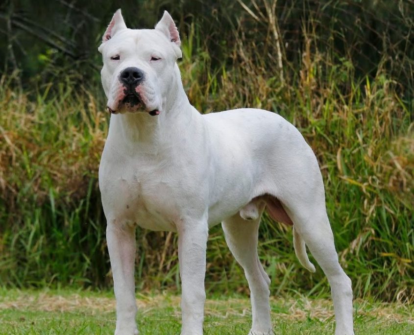 Dogo Arjantin Resimleri - Evcil Hayvanlar - Evcil.Pet