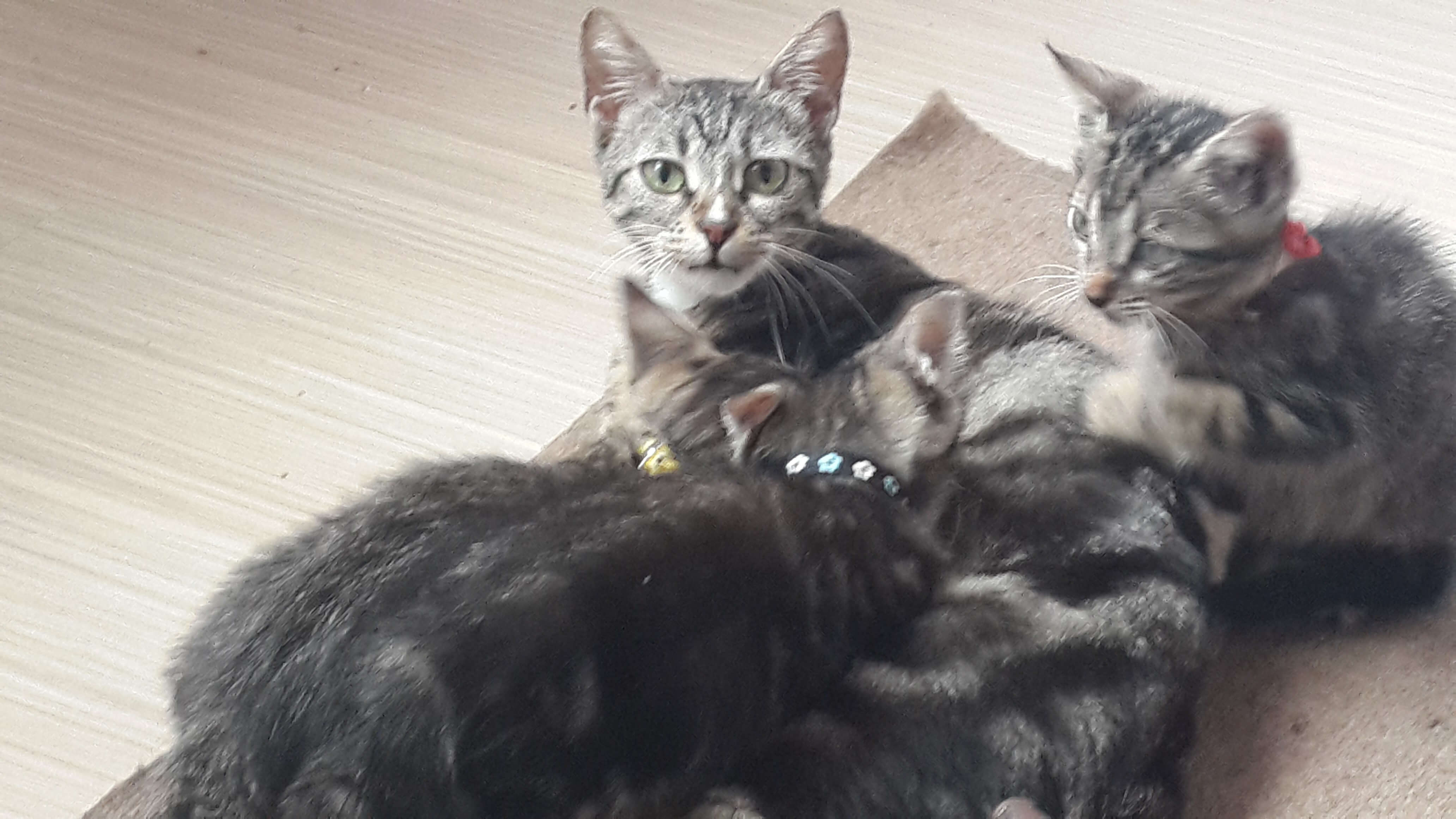 Tekir Kedisi - Kedi Türleri | Evcil.Pet